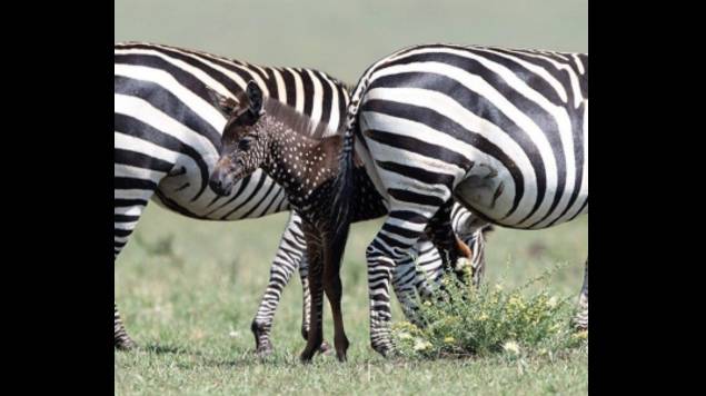 ¡TIERNO! Cebra con puntos en lugar de rayas se vuelve viral – StarMedia