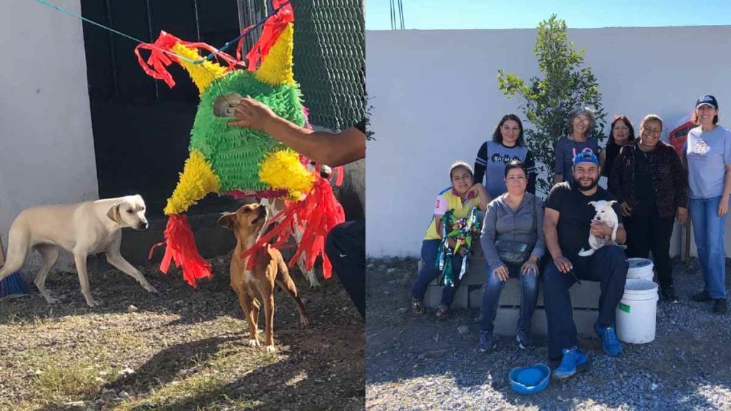 Posada de perritos callejeros se vuelve viral, hubo comida y piñatas ...