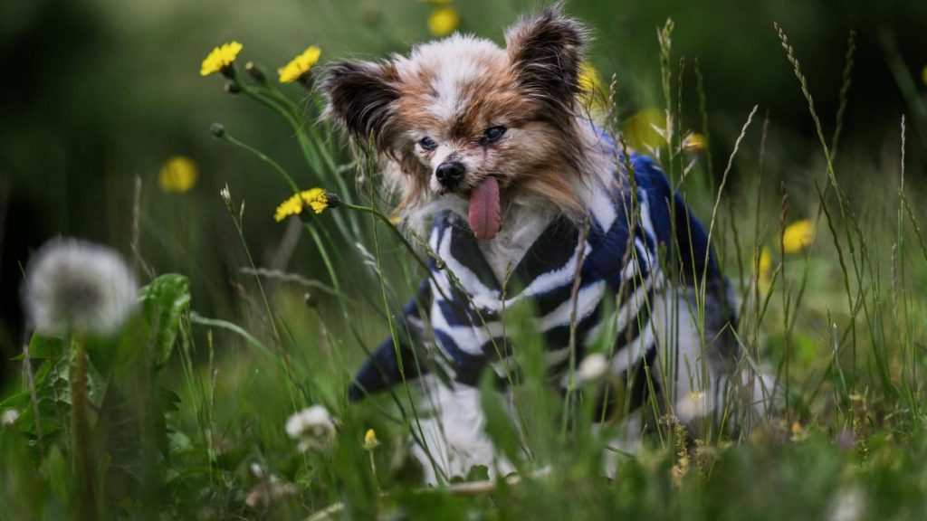 Murió Lazare, el perrito que desafió al tiempo durante 30 años – StarMedia